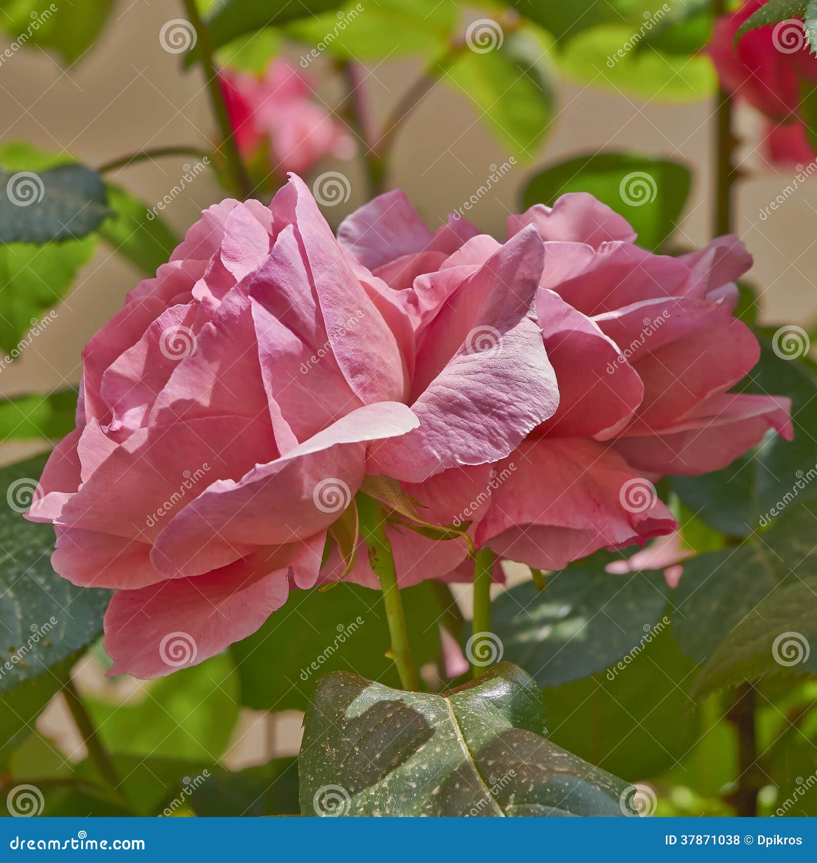Two pink rose flowers stock photo. Image of nature, green - 37871038
