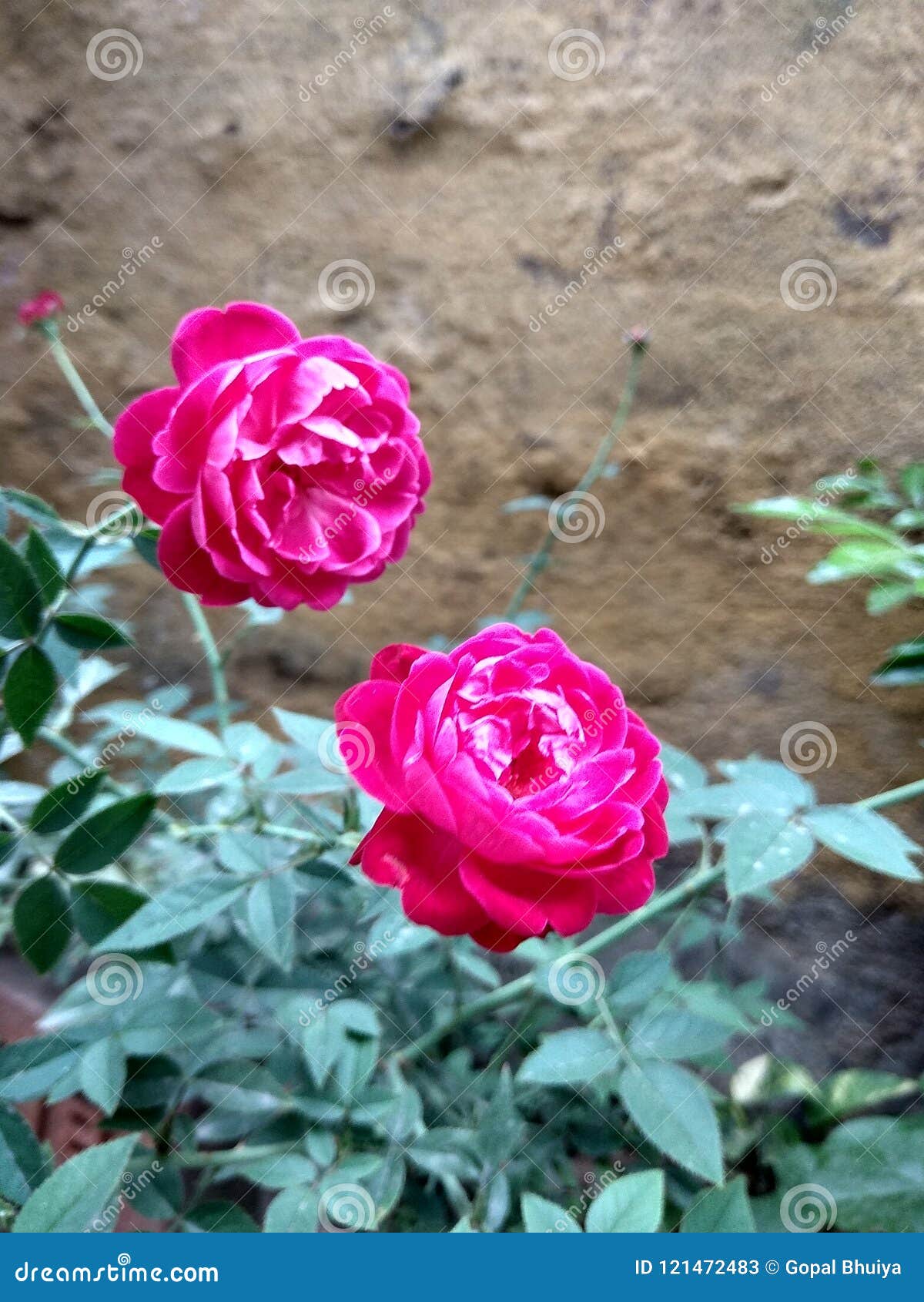 Couple of two roses stock image. Image of pink, eachother - 121472483