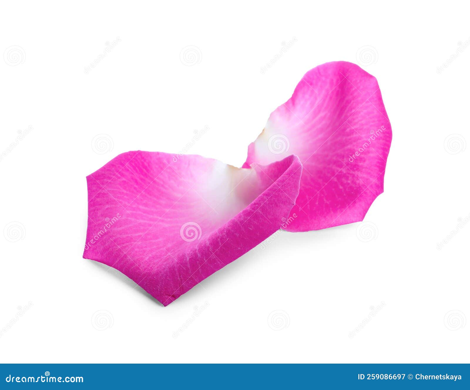 Two Pink Rose Petals on White Background Stock Image - Image of ...