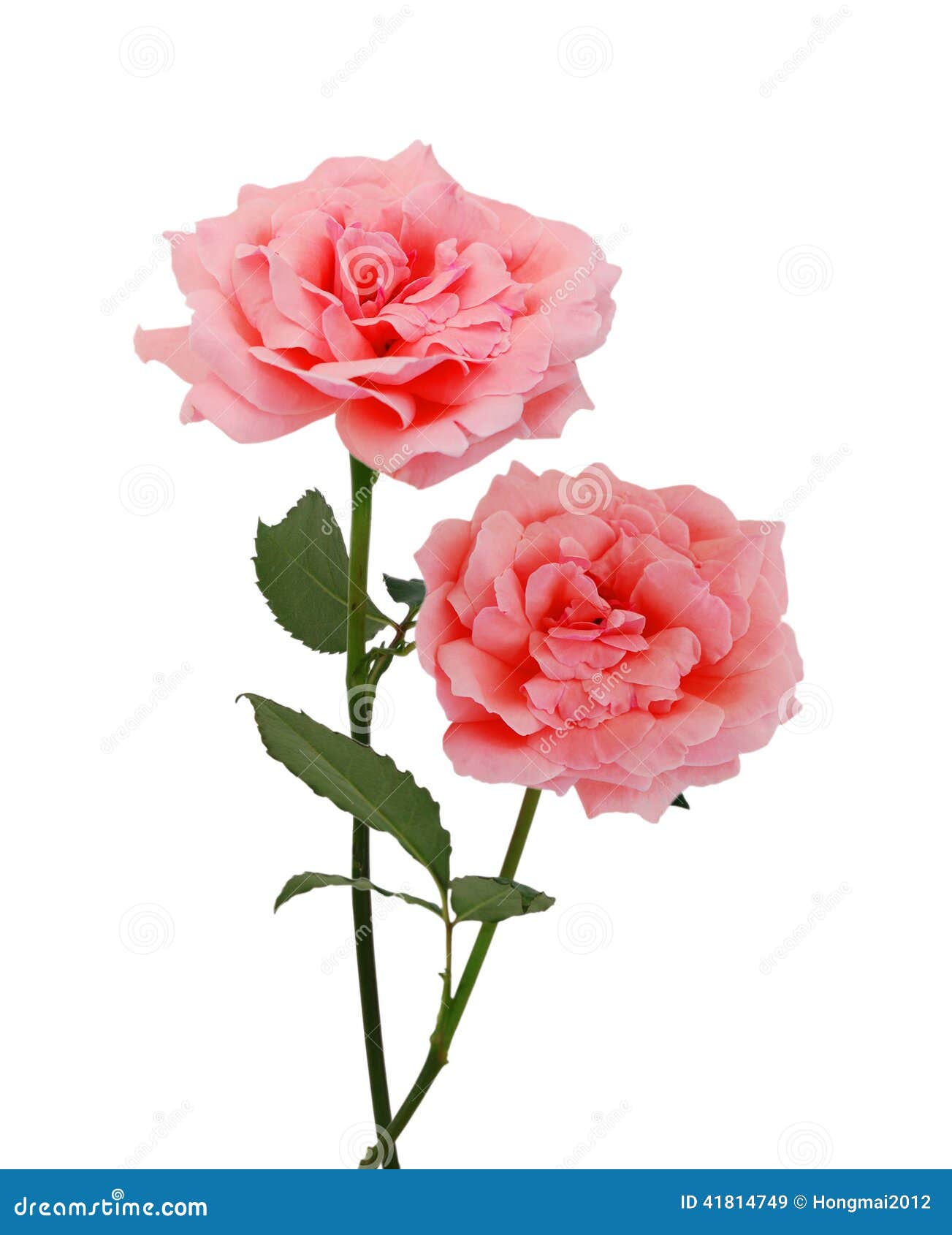 Two Pink Rose Stock Photo - Image: 41814749