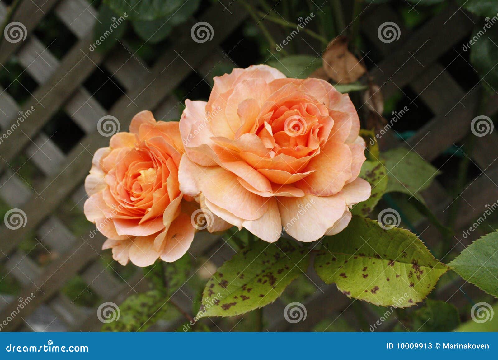 Two pink roses stock image. Image of grow, leaves, decorative - 10009913