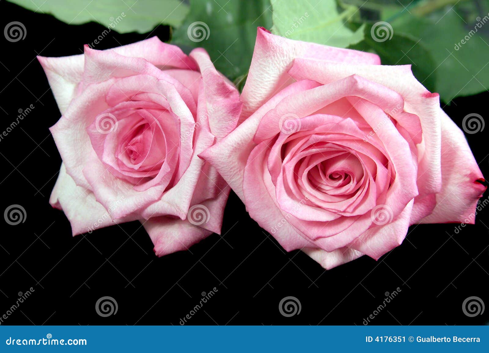 Two Pink Roses stock image. Image of bloom, garden, green - 4176351
