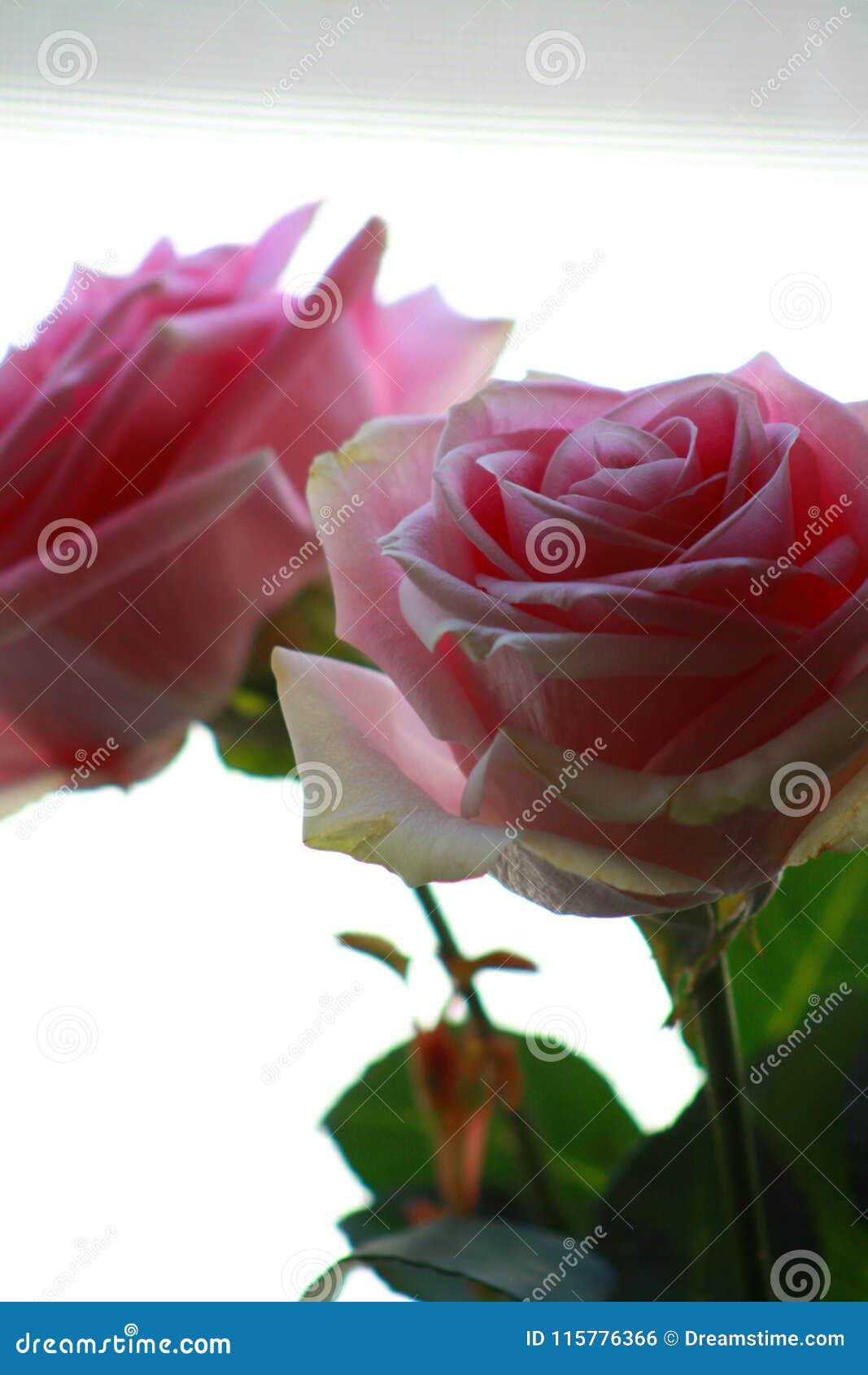 Two Pink Roses stock photo. Image of multicolored, roses - 115776366