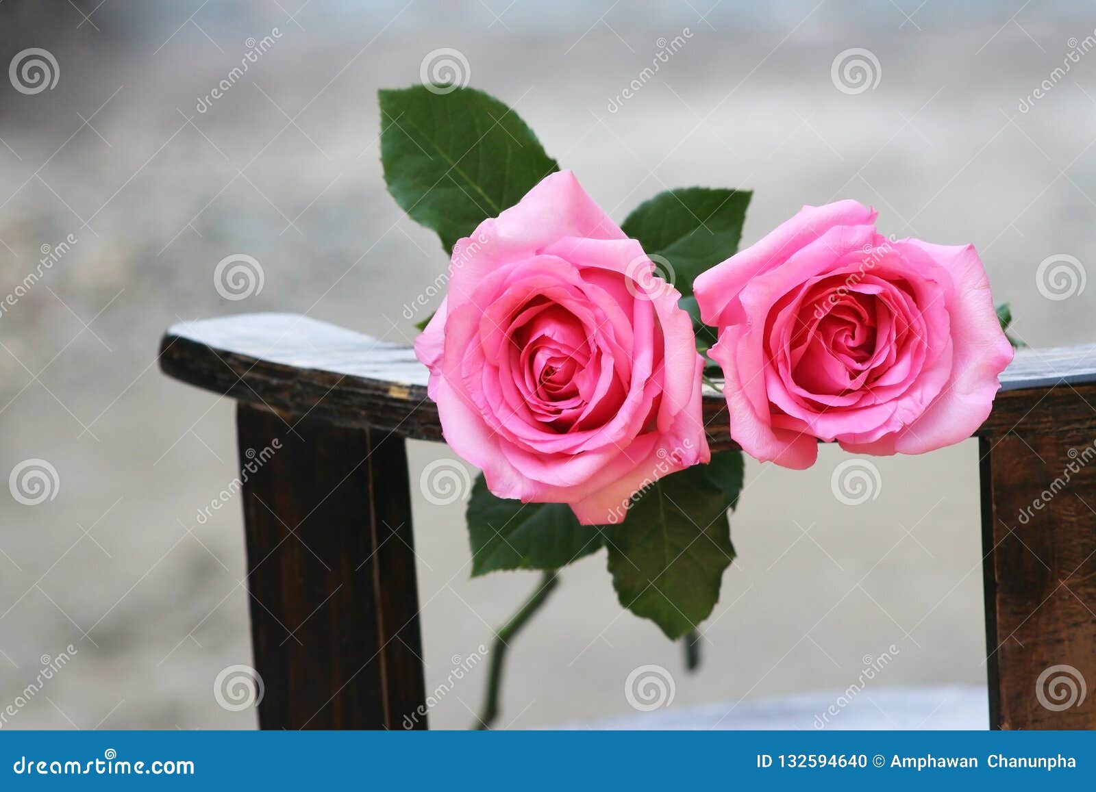 Two pink roses background stock photo. Image of fresh - 132594640