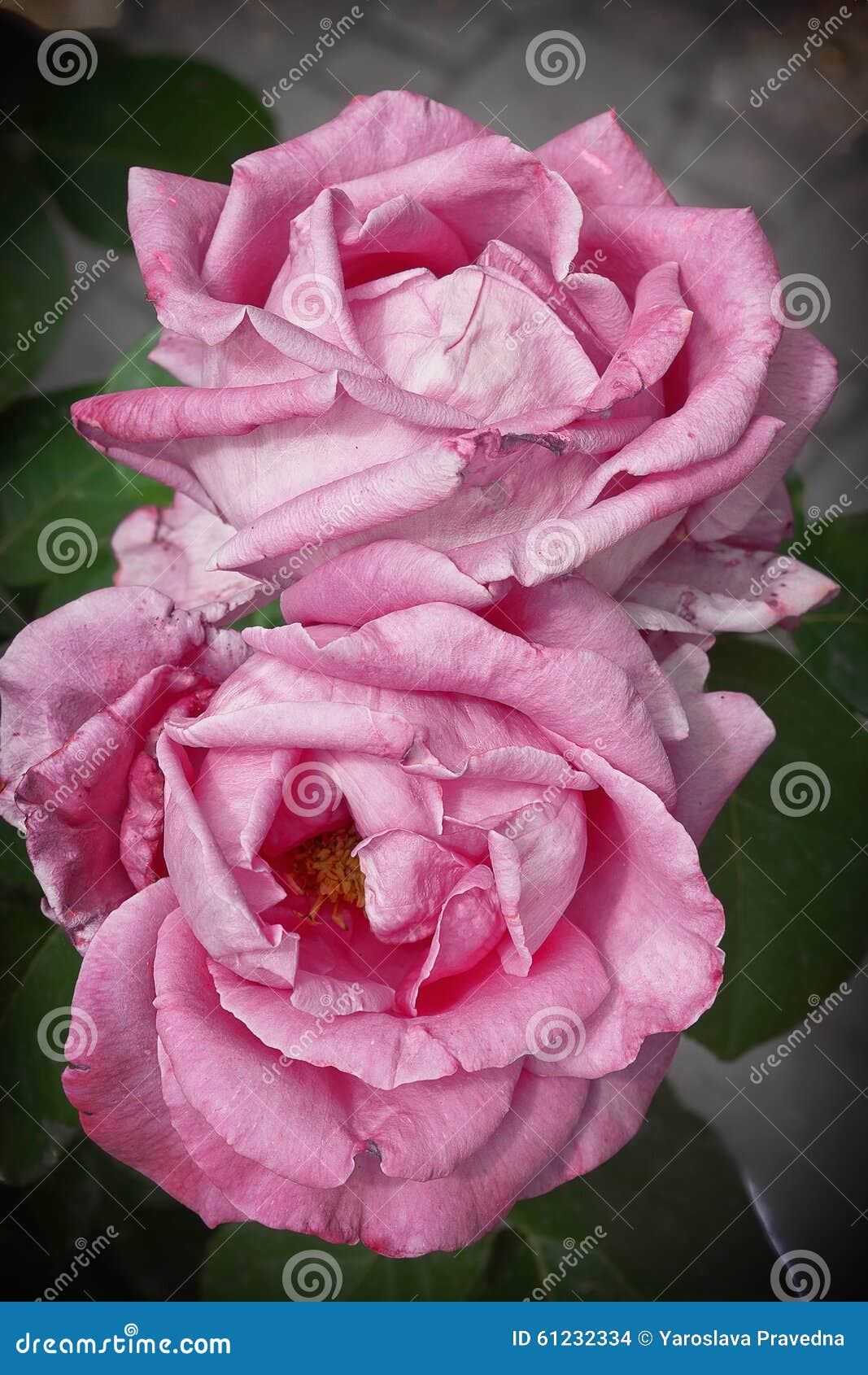 Two pink roses stock photo. Image of pink, close, sweet - 61232334