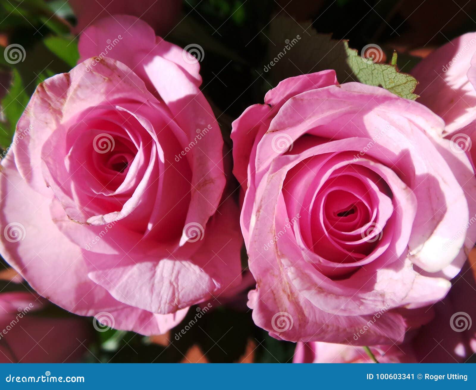 Two pink roses stock image. Image of pair, double, wildlife - 100603341