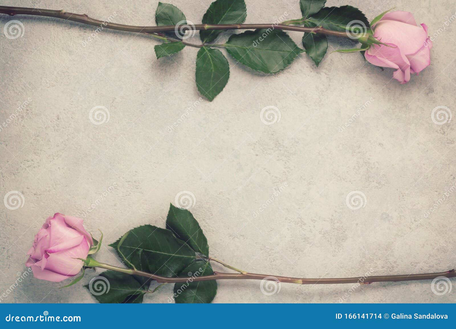 Two Pink Roses on a Concrete Surface, Template for Design or Greeting ...