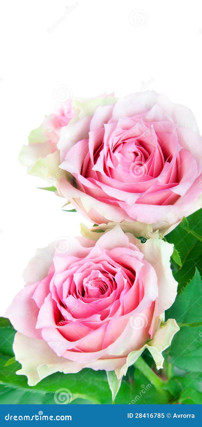 Two Pink Roses Flowers, Isolated on White Stock Image - Image of aroma ...