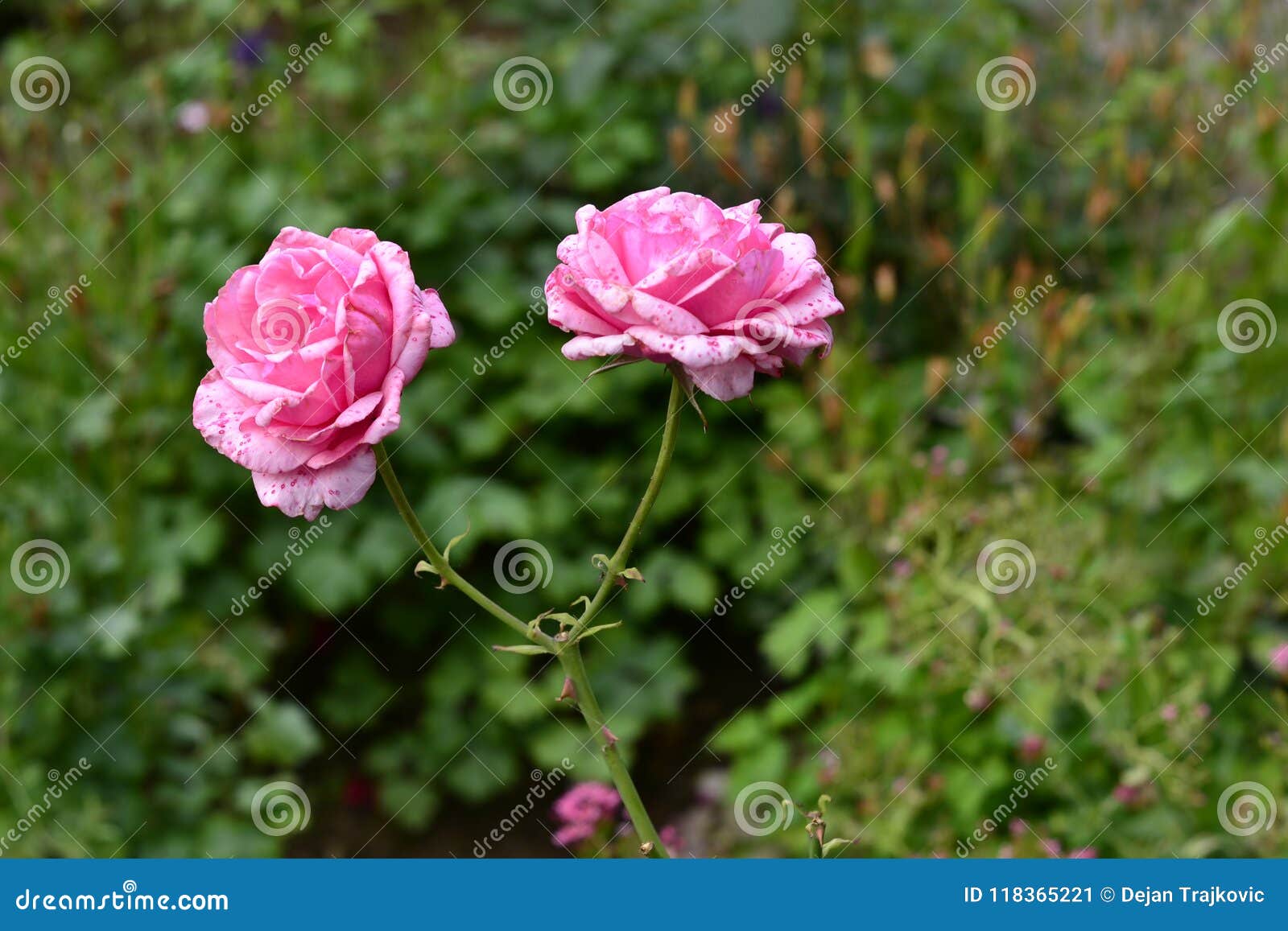 Two pink roses stock image. Image of rose, flower, botany - 118365221