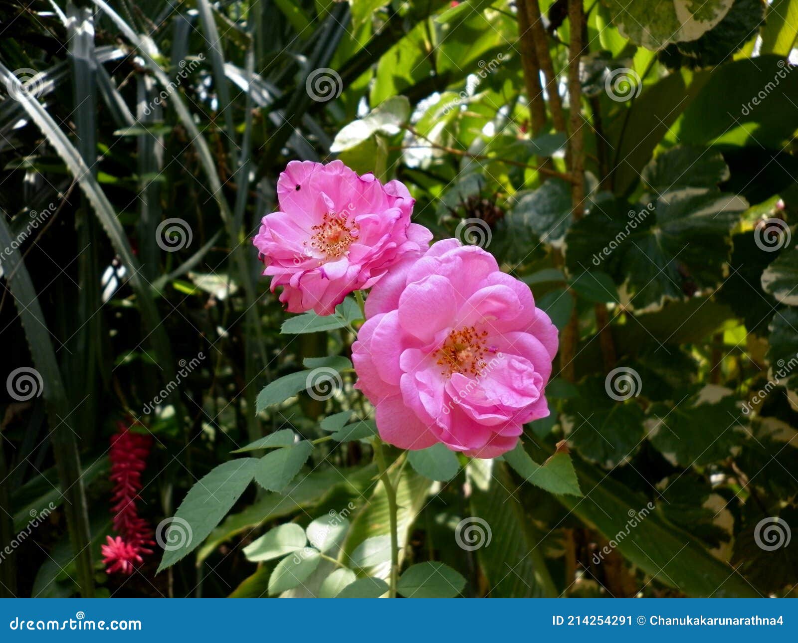 Two Pink Roses in the Garden Stock Image - Image of blossom, detail ...