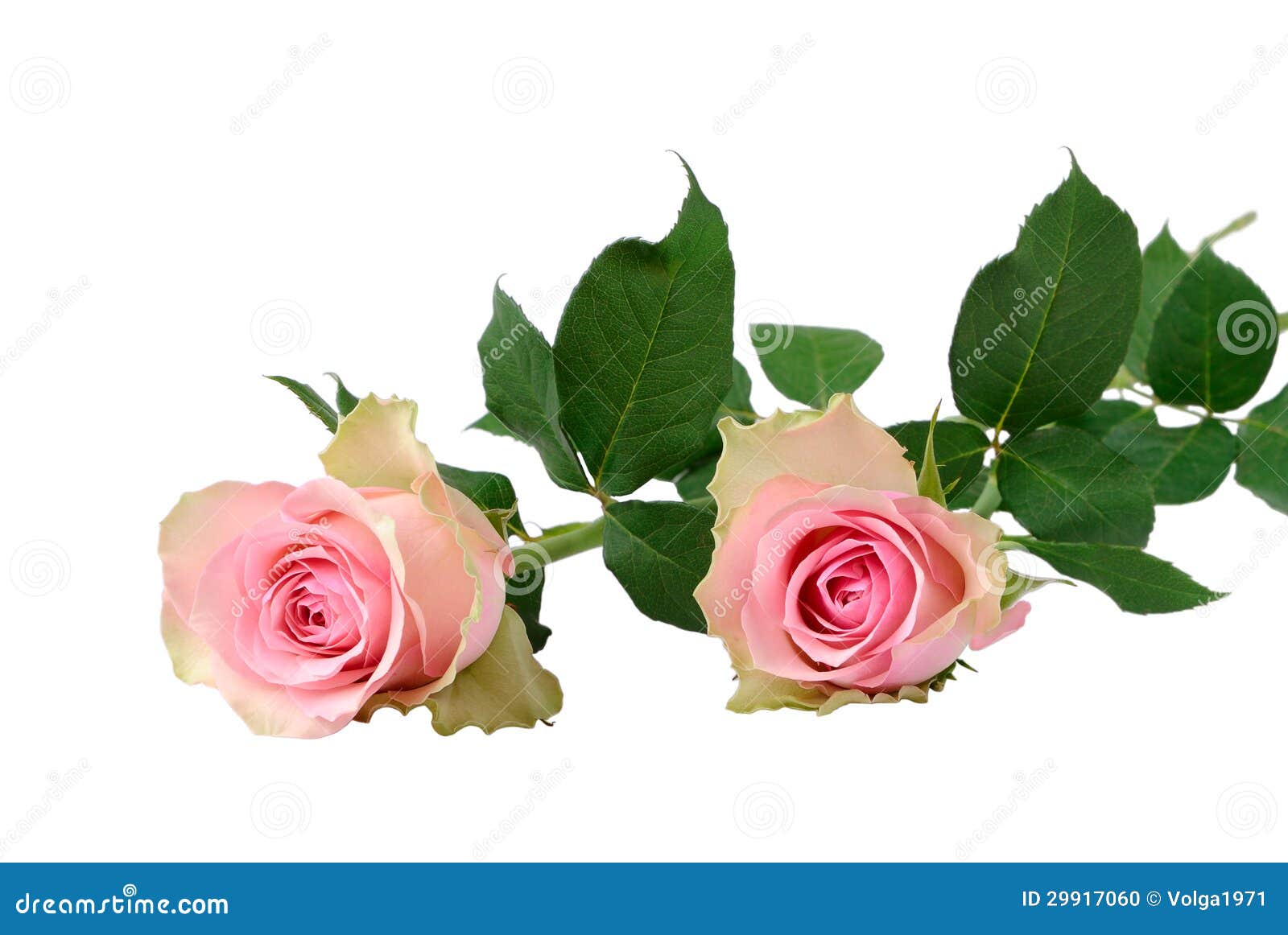 Two pink roses stock photo. Image of stalk, stem, horizontal - 29917060