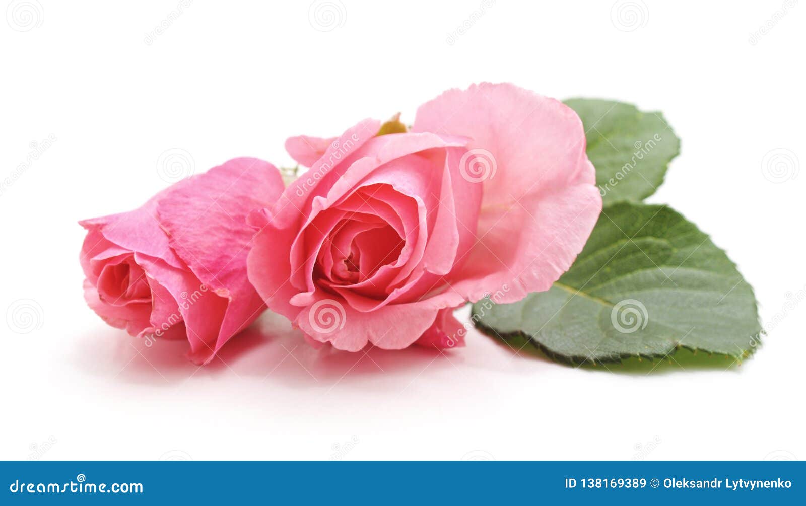 Two pink roses stock image. Image of floral, wedding - 138169389