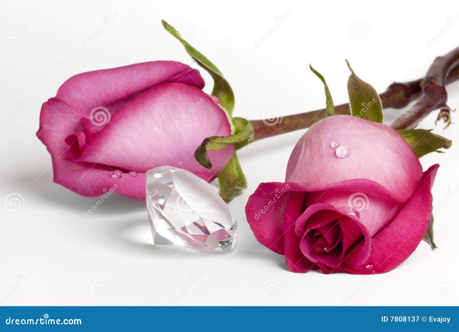 Two Pink Roses and Large Crystal Diamond Stock Image - Image of stems ...