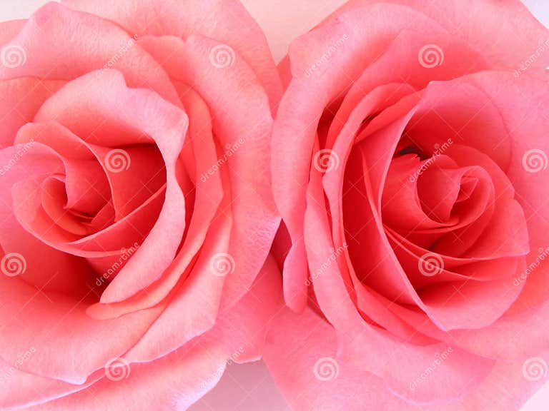 Two pink roses macro stock image. Image of macro, flower - 341283