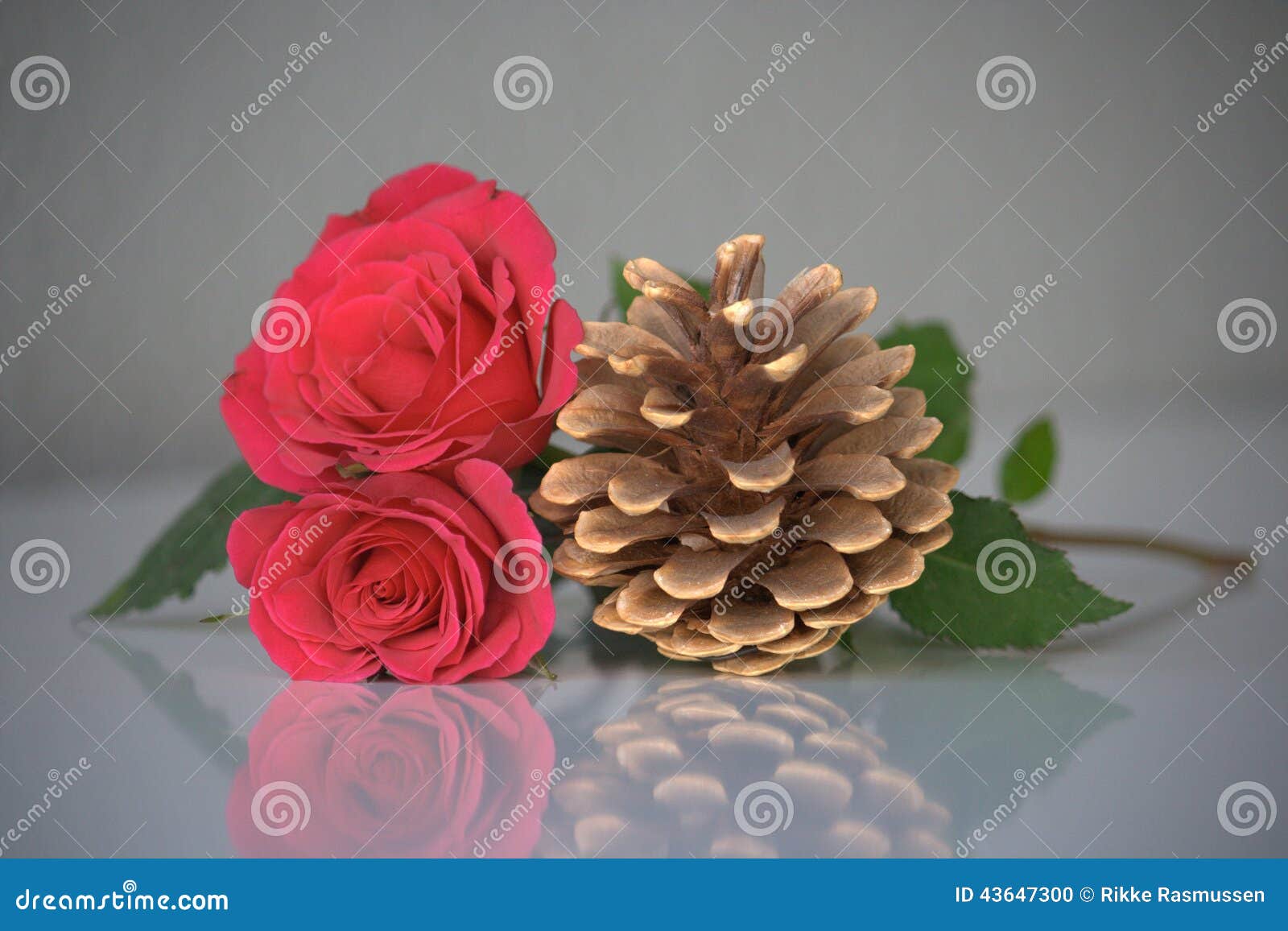 Two Pink Roses and a Pine Cone Stock Photo - Image of cone, rose: 43647300