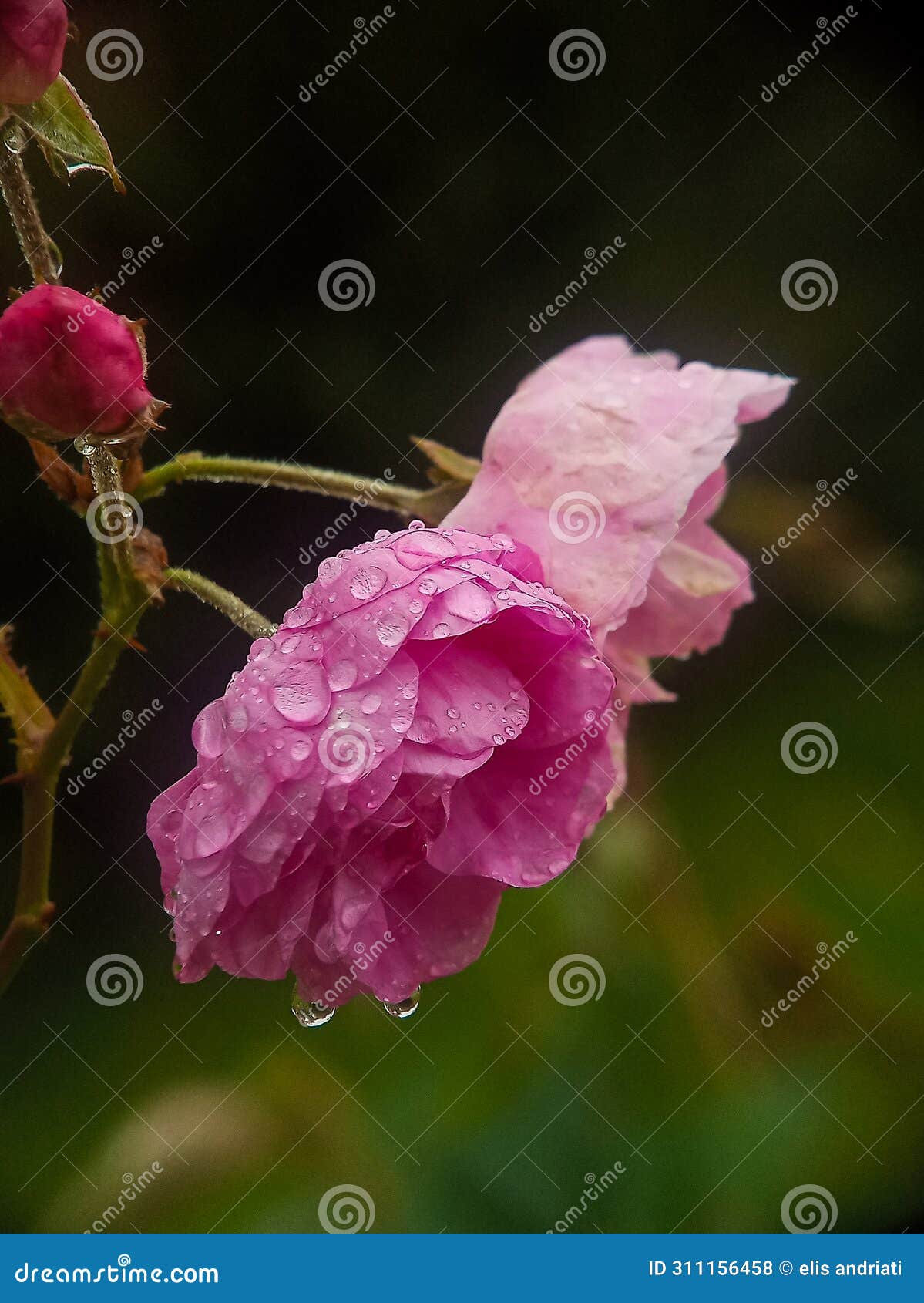 Two Pink Roses after Rain with Bud and Blurry Background Stock Photo - Image of blurry ...