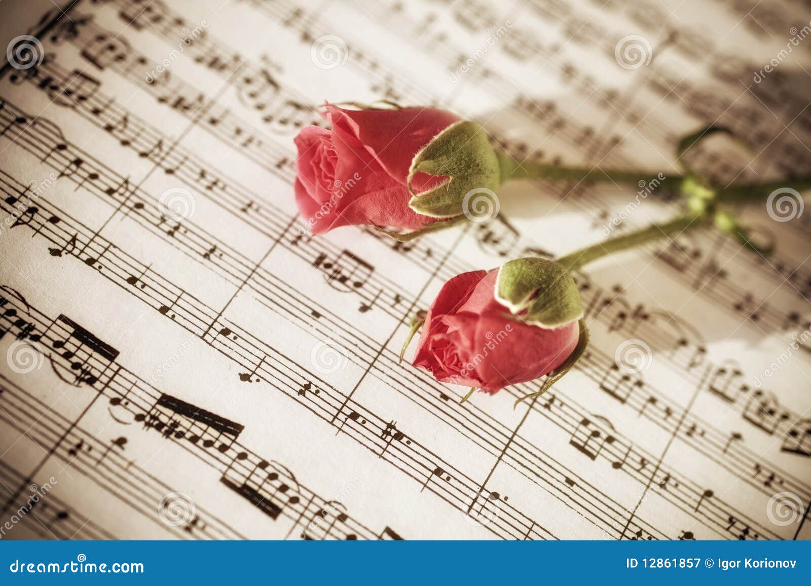 Two Pink Roses Sheets Musical Notes Stock Photos - Free & Royalty-Free ...