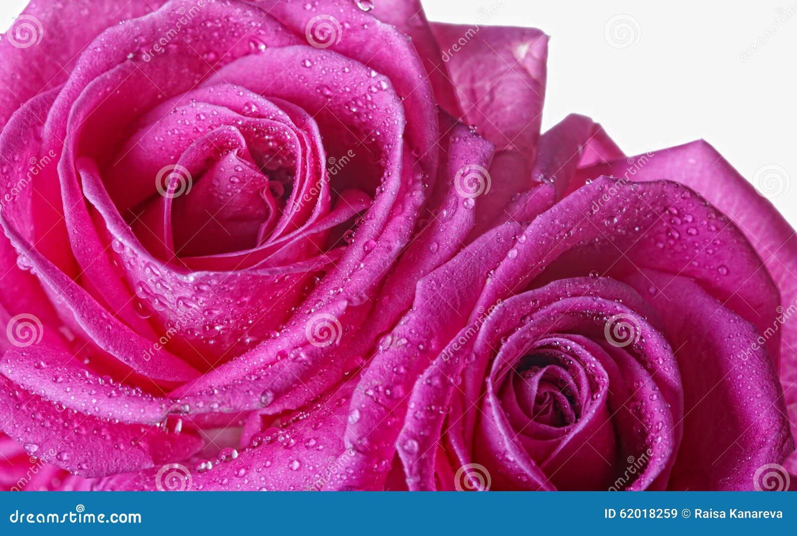 Two pink roses stock image. Image of nature, fresh, design - 62018259
