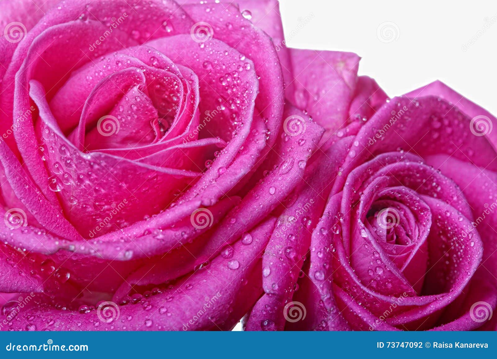 Two pink roses stock photo. Image of marriage, gift, nature - 73747092
