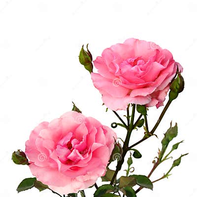 Two Pink Roses on White stock image. Image of compliments - 43644701