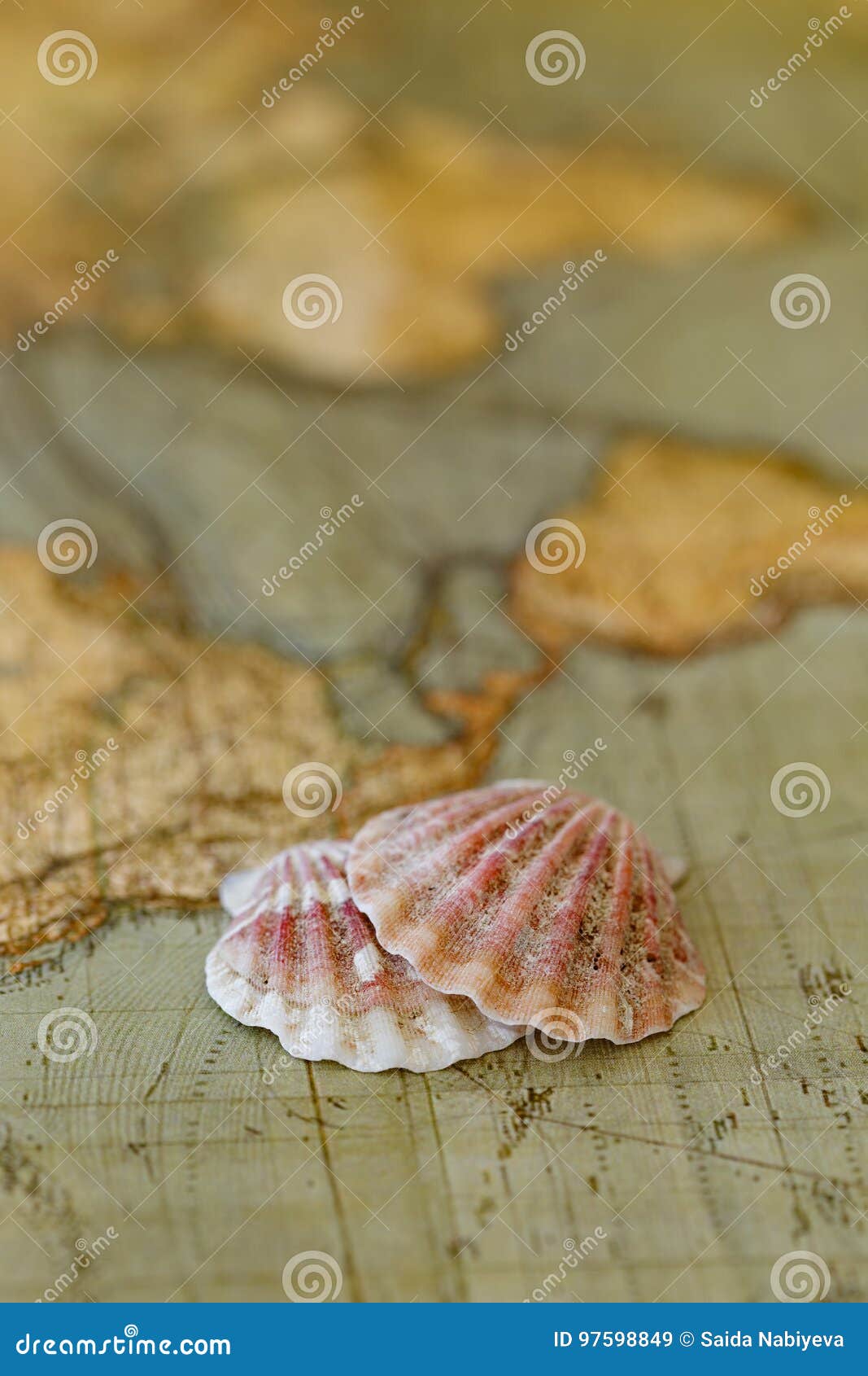 Two Pink Seashells Located on Map Stock Image - Image of road ...