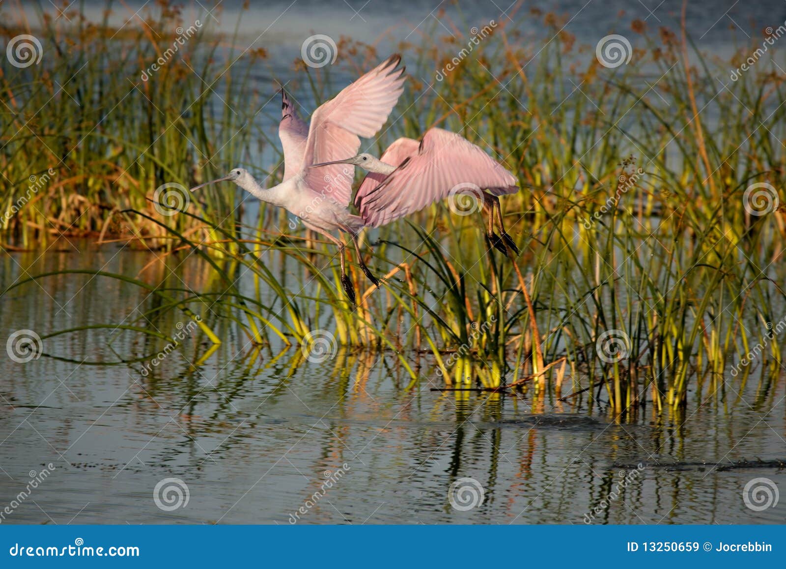 834 Pink Spoonbills Stock Photos - Free & Royalty-Free Stock Photos ...