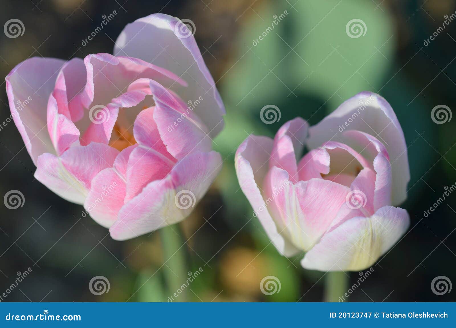 Two pink tulips stock image. Image of bright, beautiful - 20123747