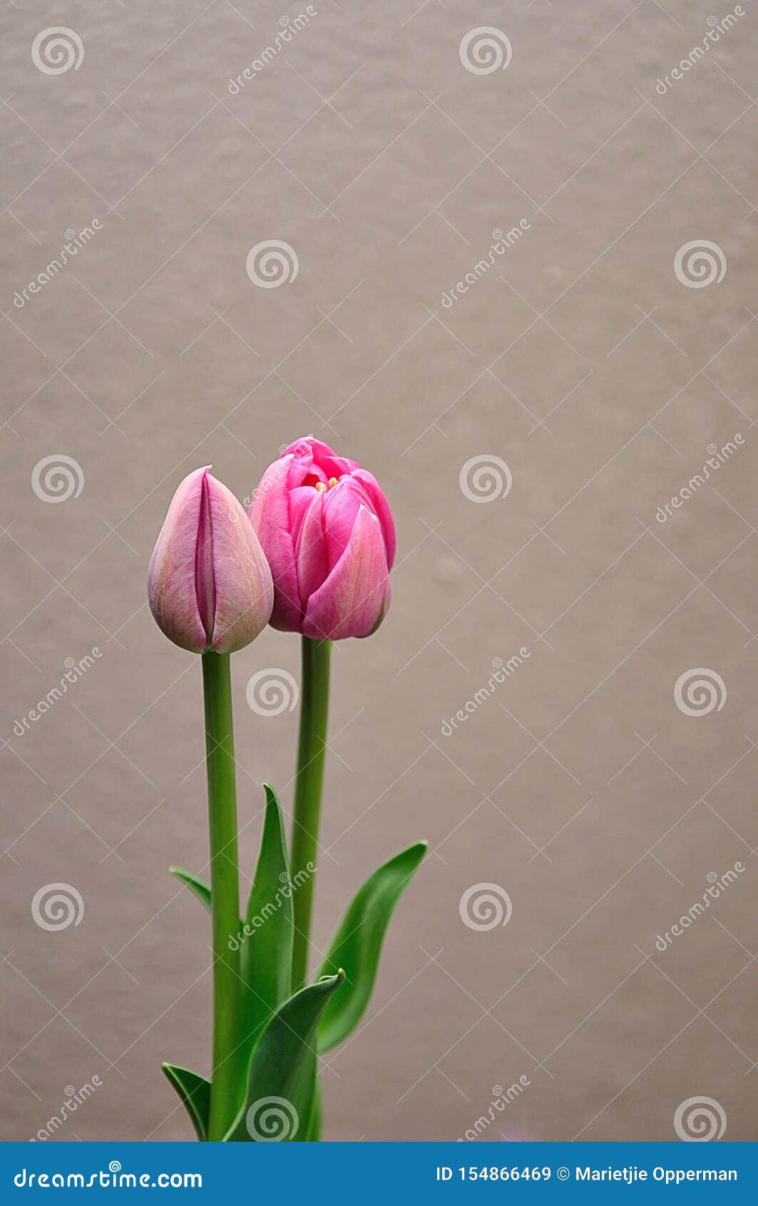 Two pink tulips stock image. Image of beautiful, gift - 154866469