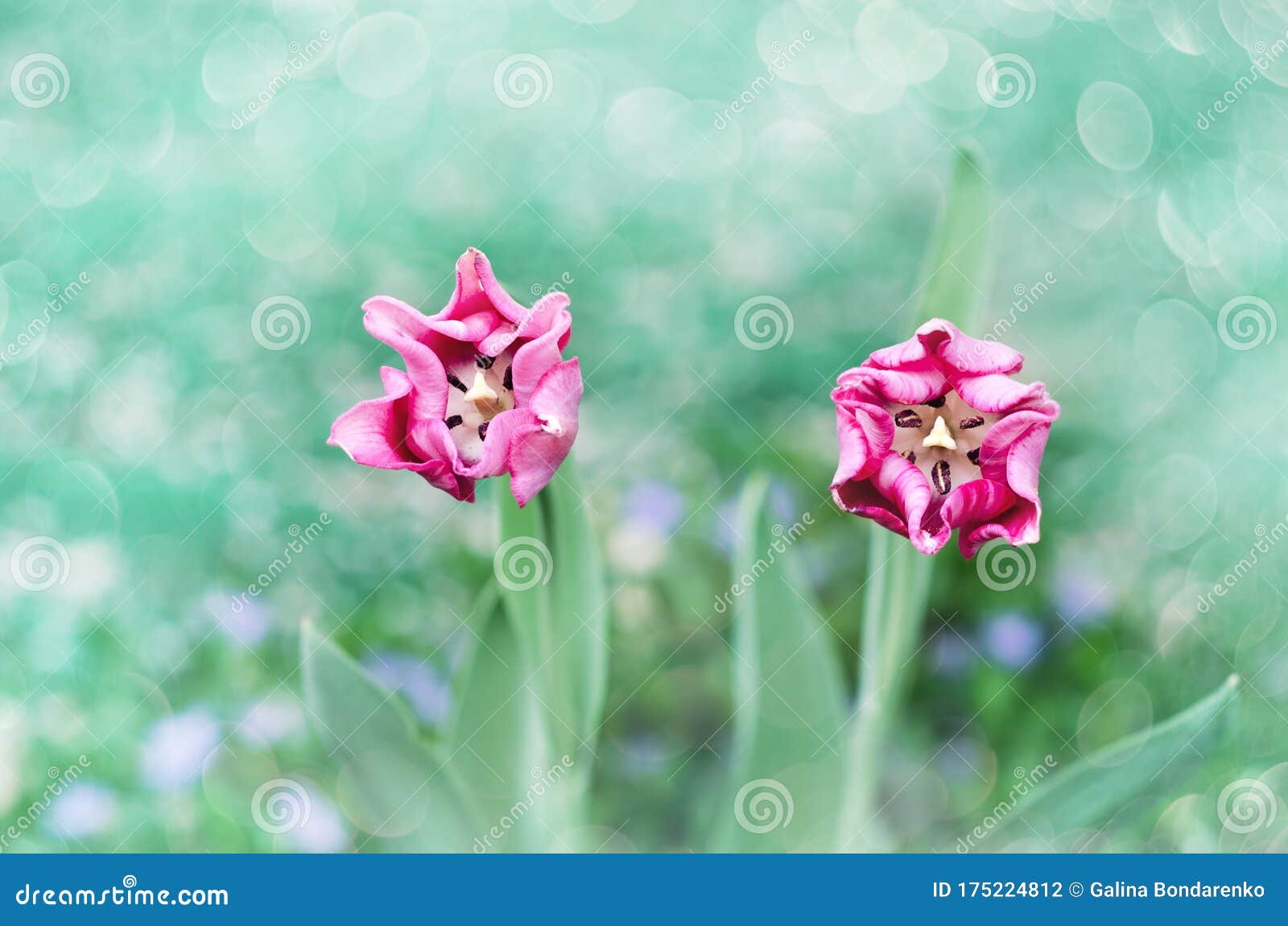 Two Pink Tulips Bloomed in the Garden Stock Photo - Image of background ...