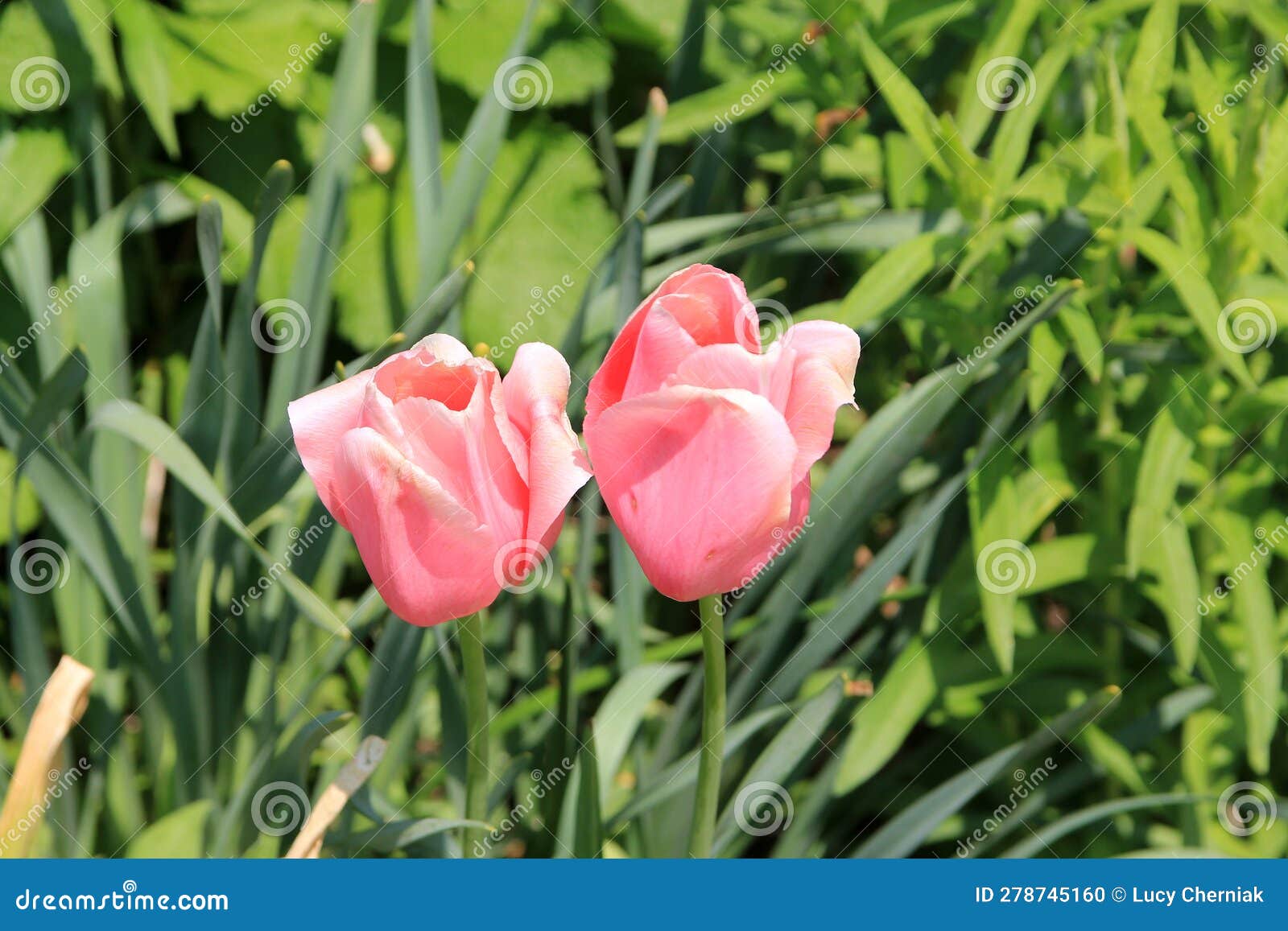 Two Pink Tulips stock photo. Image of grass, pink, blossom - 278745160