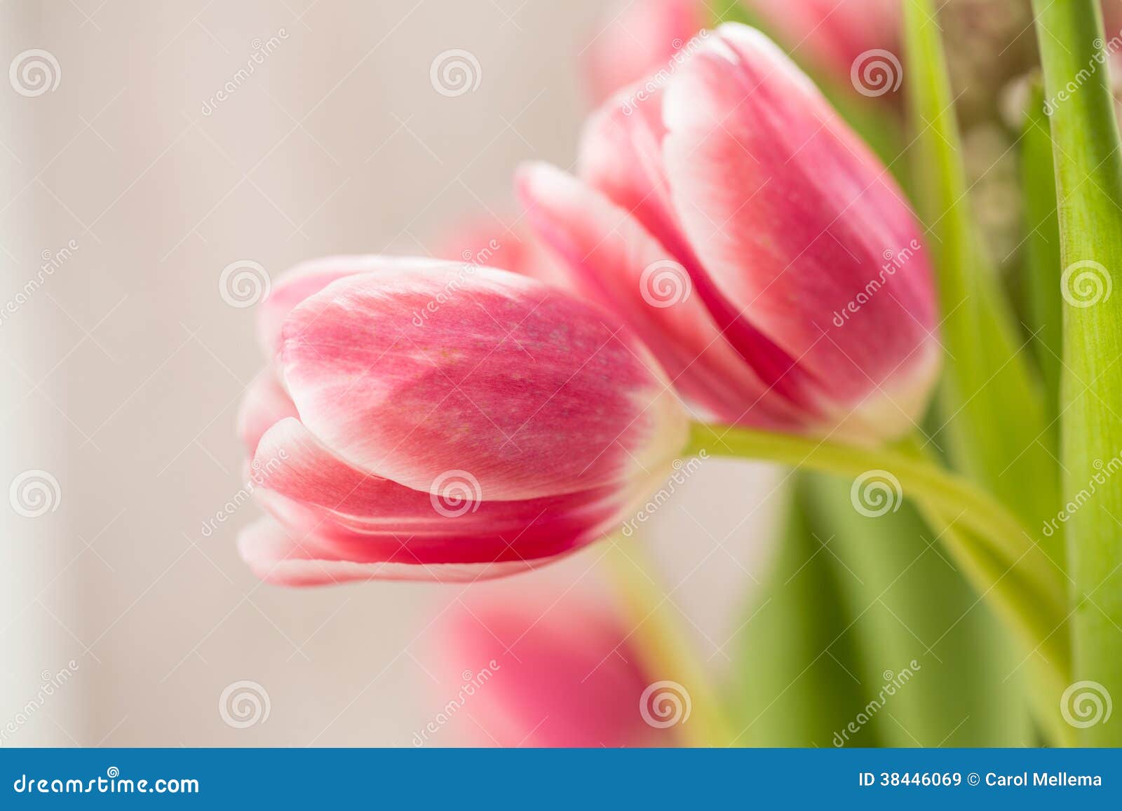 Two Pink Tulips Embracing in a Hug Stock Image - Image of season ...