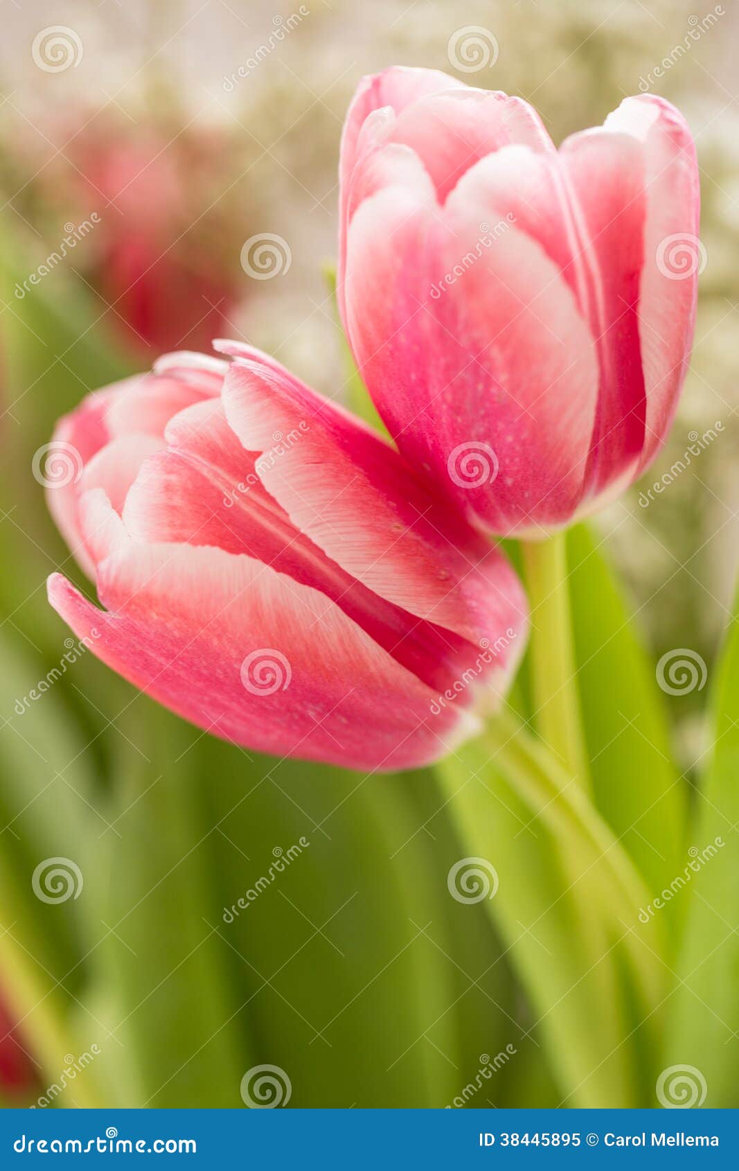 Two Pink Tulips Entwined in Embrace Stock Image - Image of embrace ...