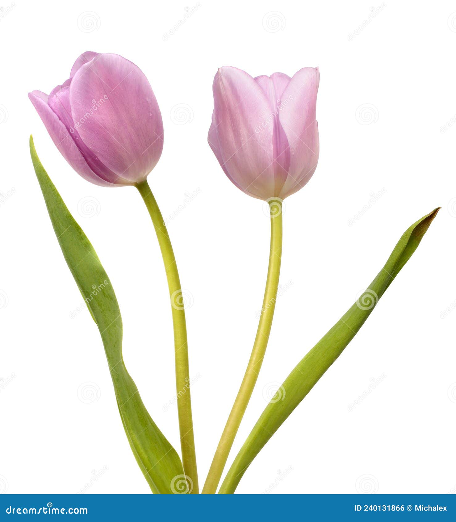 Two pink tulips stock photo. Image of grow, freshness - 240131866