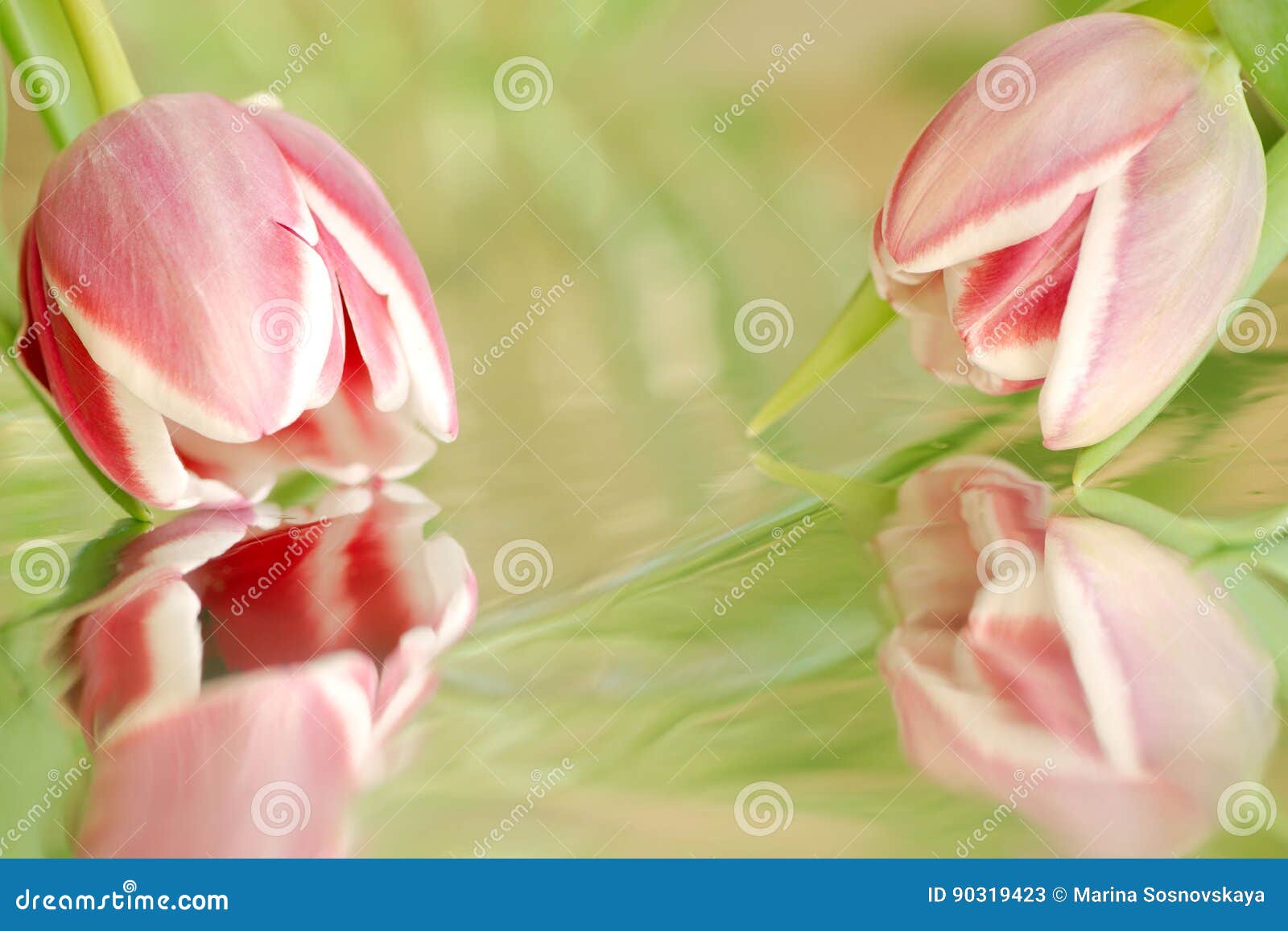 Two Pink Tulips with Reflection Stock Image - Image of color, happy ...
