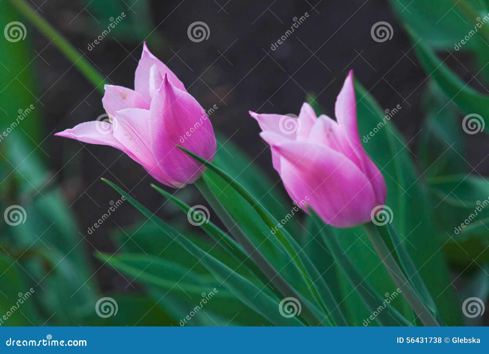 Two Pink Tulips with Sharp Petals Stock Photo - Image of natural ...