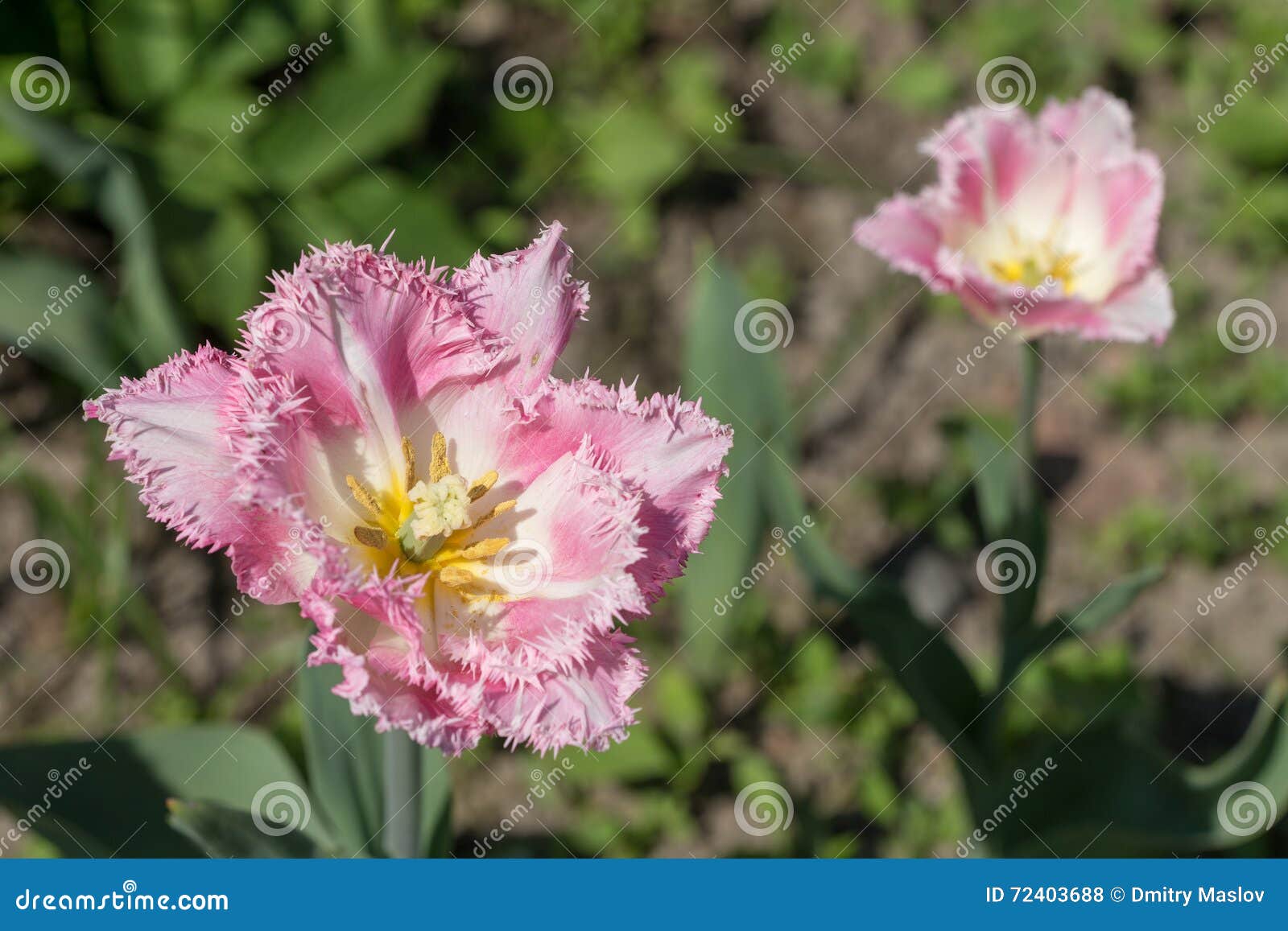 Two pink tulips stock photo. Image of pistil, closeup - 72403688