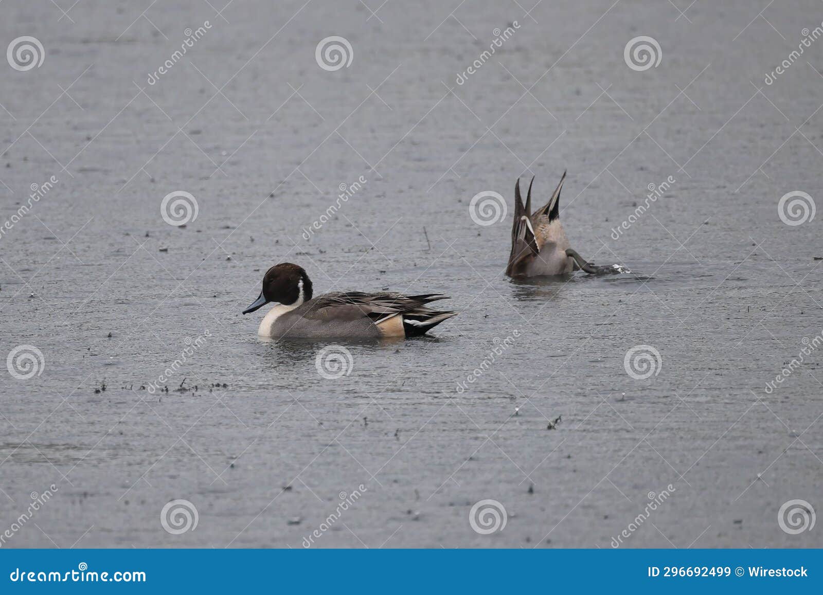 Two Pintail Ducks Feeding in the Rain Stock Image - Image of still ...