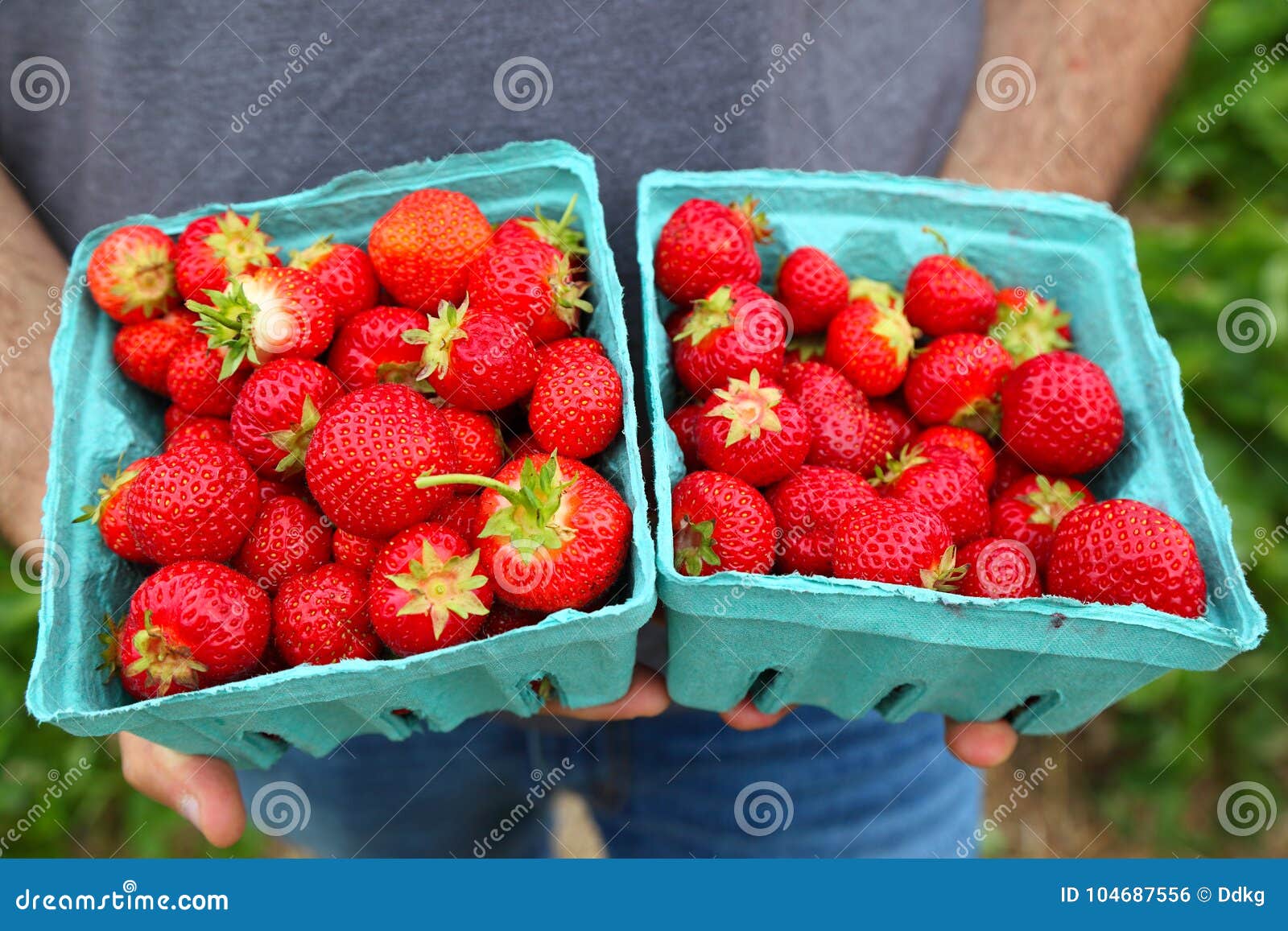Strawberries, two pints stock photo. Image of fruit - 104687556