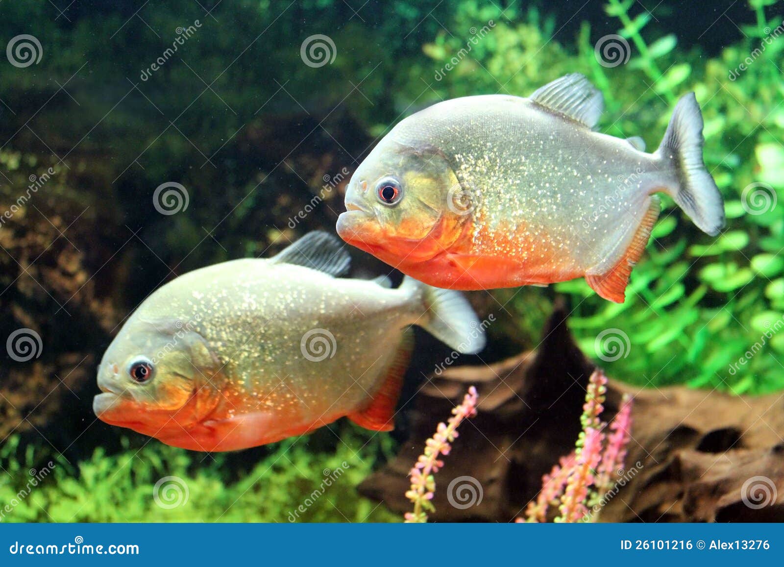 Two piranhas stock photo. Image of mouth, fishing, fish - 26101216