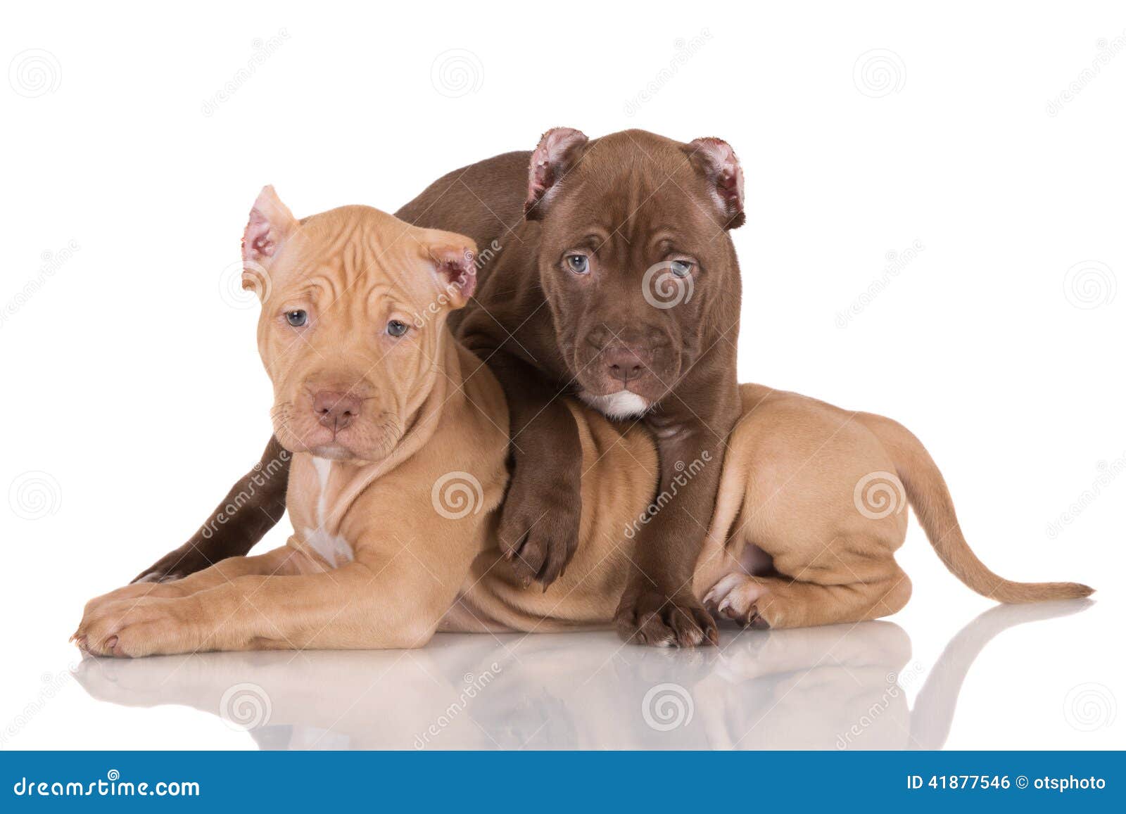 Two Pit Bull Puppies with Cropped Ears Stock Photo - Image of fawn ...