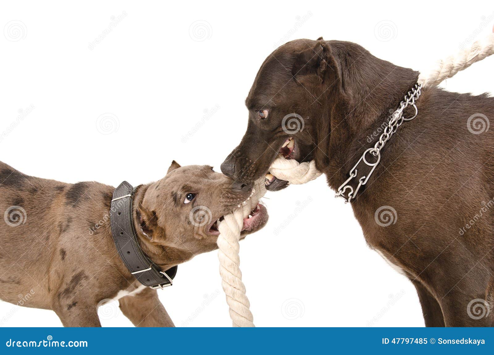 Two Pitbull Together Gnaw Rope Stock Image - Image of american ...