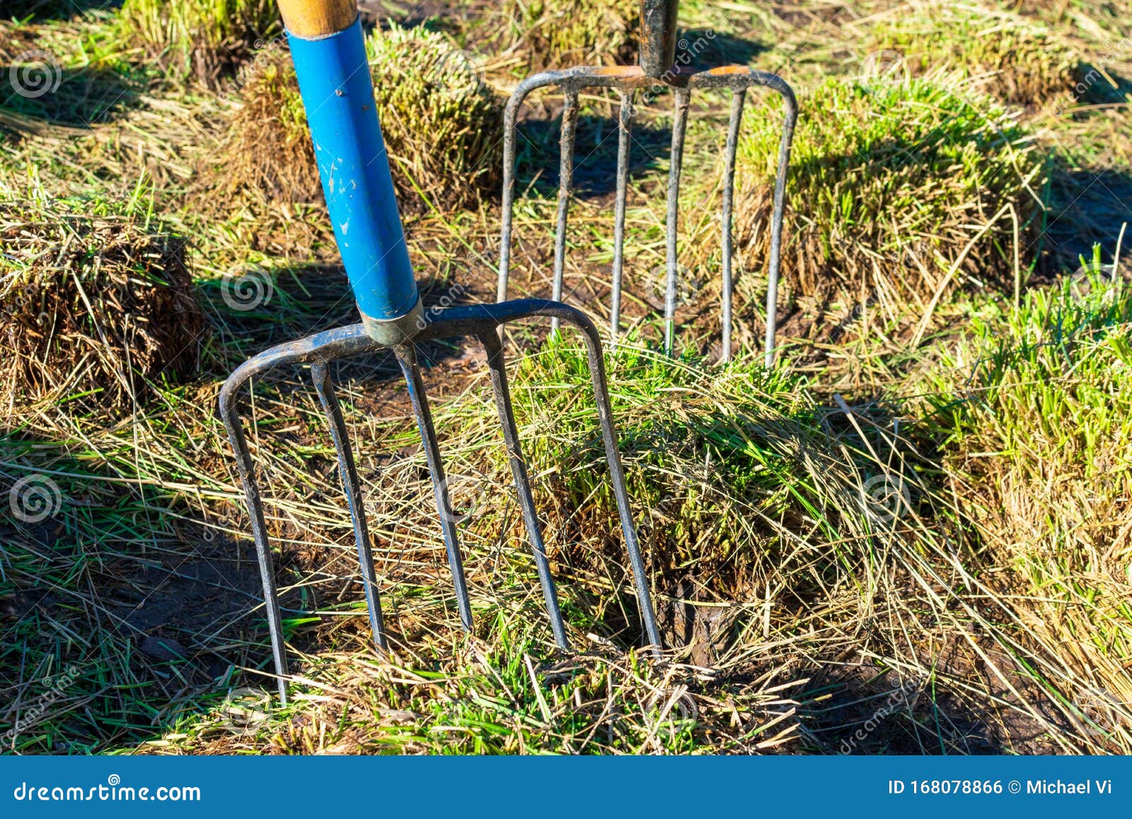 Old Steel Pitchforks In A Pile Of Manure , Fertilize Fields Stock ...