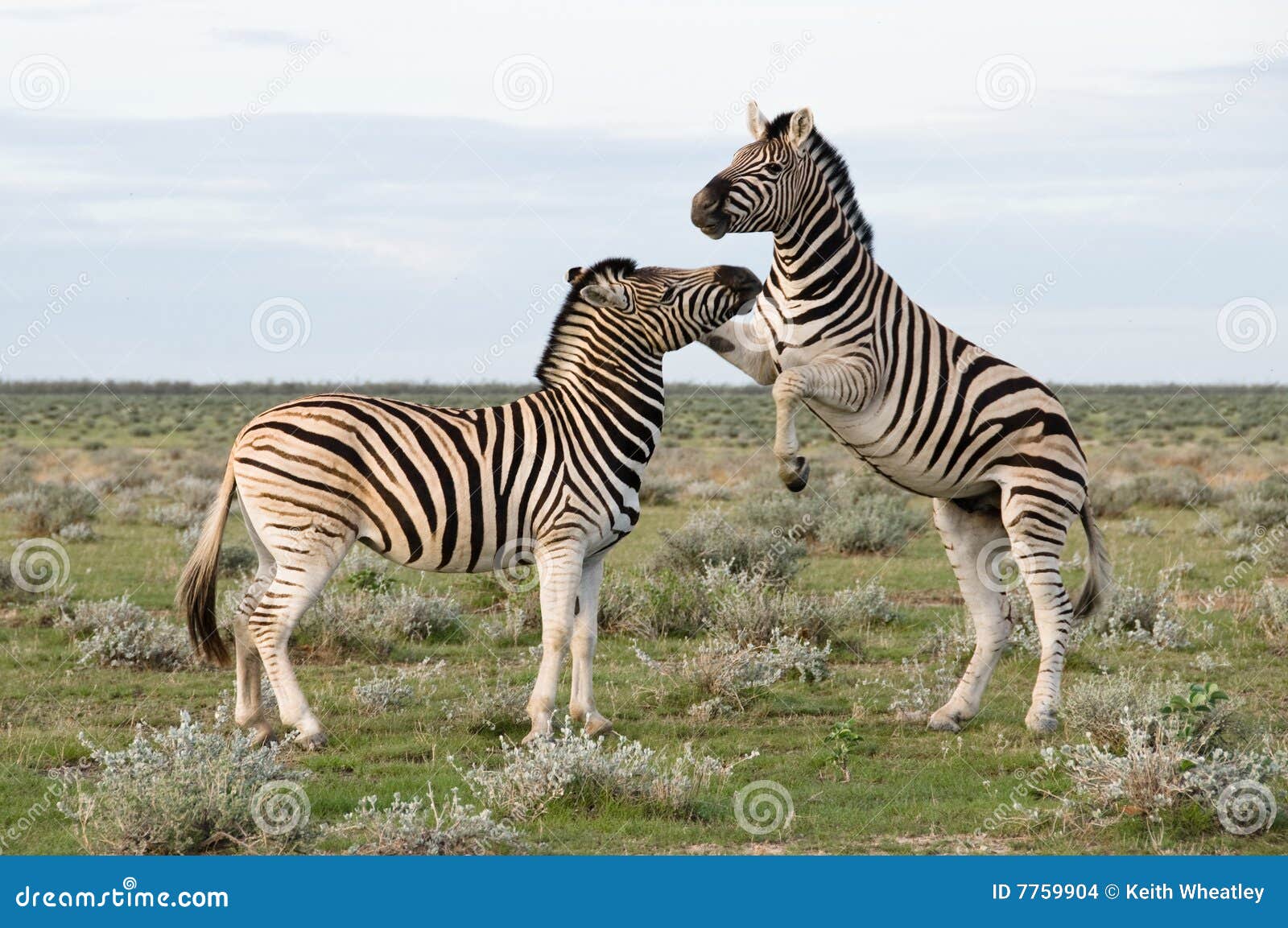 Two Plains Zebra, Namibia stock photo. Image of upright - 7759904