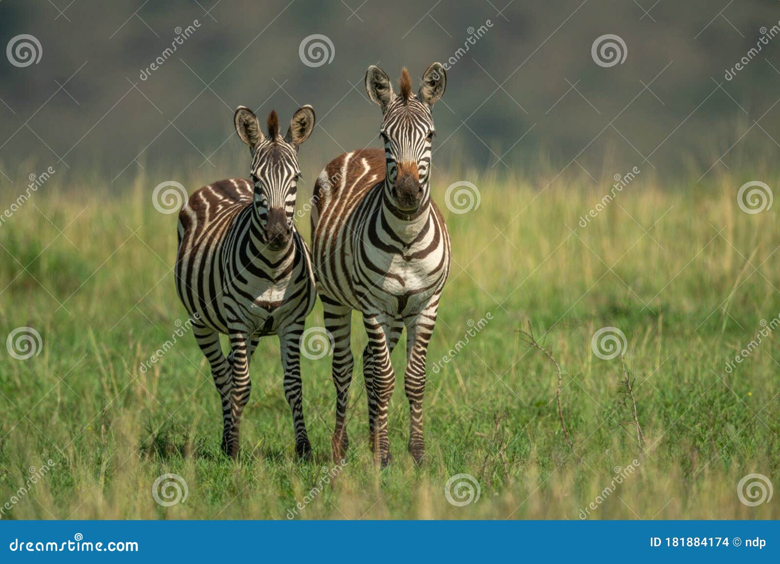 Two Plains Zebra Stand in Long Grass Stock Photo - Image of plains ...