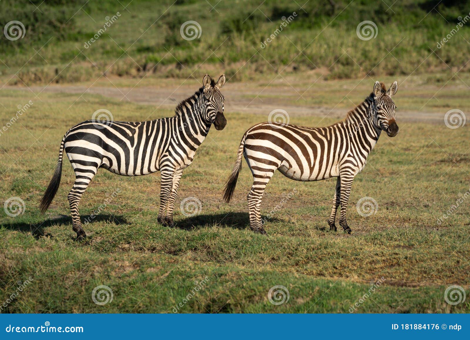 Two Plains Zebra Stand Mirroring Each Other Stock Photo - Image of ...