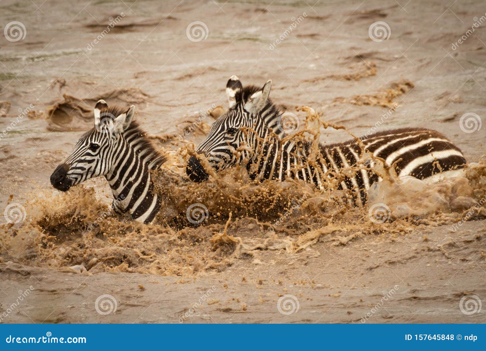 Zebra Walk Stock Images - Download 5,434 Royalty Free Photos