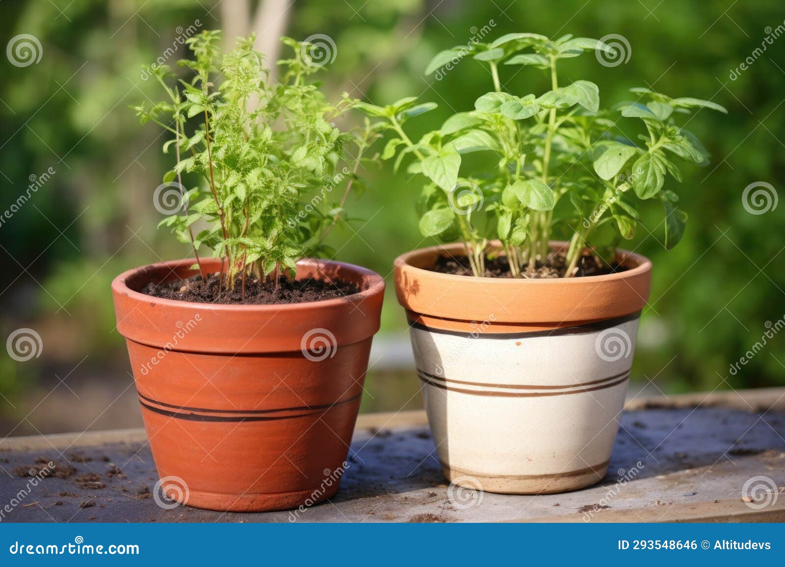 Two Plant Pots Separated from a Group Stock Photo - Image of group ...