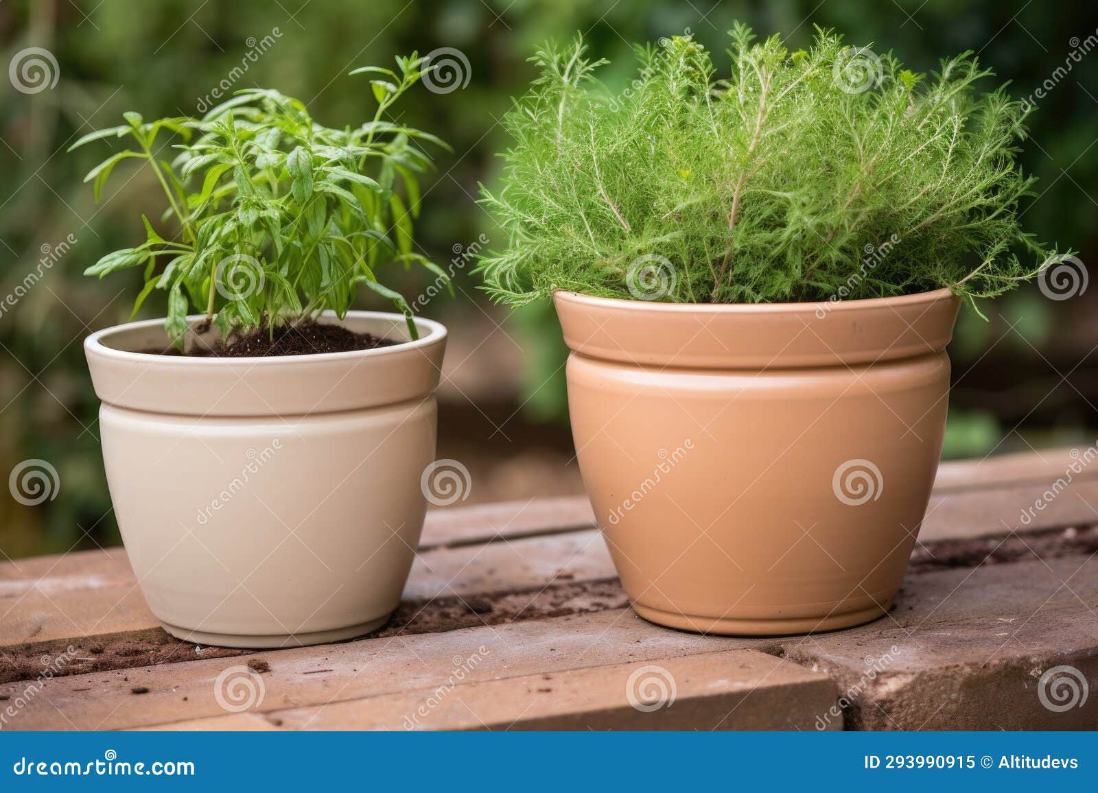 Two Plant Pots Separated from a Group Stock Image - Image of greenery ...