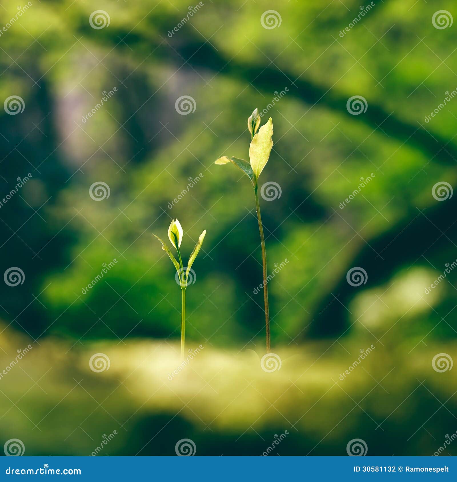Two plant shoots in nature stock photo. Image of detail - 30581132