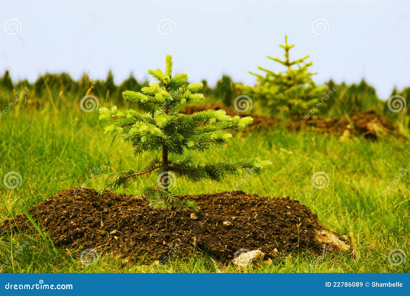 Two Planted Little Fir Trees Stock Image - Image of garden, flora: 22786089